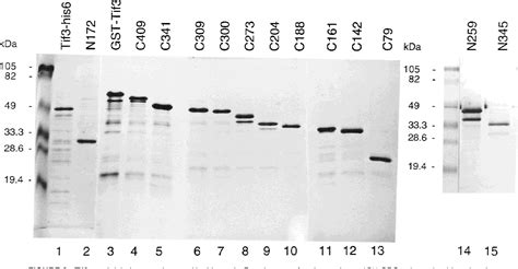 Figure 2 From The Rna Recognition Motif Of Yeast Translation Initiation Factor Tif3 Eif4b Is