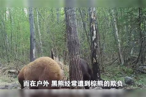 黑熊被棕熊吓得口吐芬芳终于见识到什么叫被吓成这熊样 芬芳 见识 棕熊