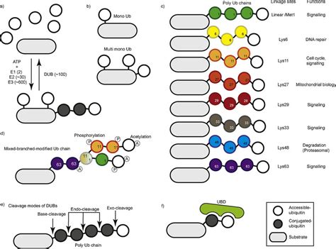 Various Types Of Ubiquitination On A Substrate Are Regulated By