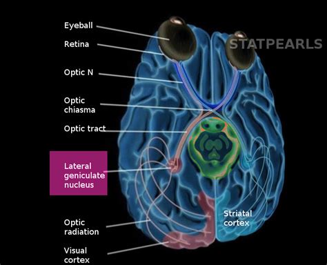 Medial Geniculate Nucleus Mri