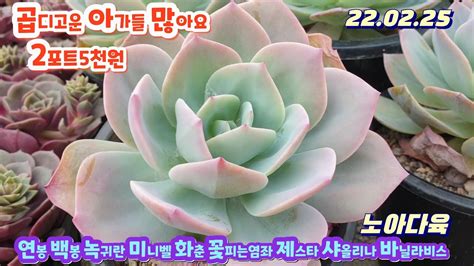 노아다육4탄2포트5천원연봉메켄토시백봉퍼플딜라이트퍼프바닐라비스제스타아론스그라노비아꽃피는염좌녹귀란팅커벨화춘화이트그리니 Korean Succulent