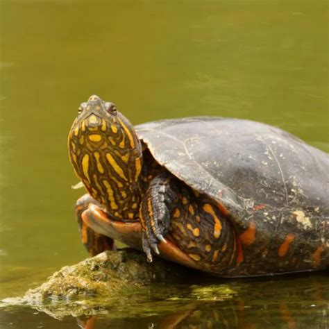 How To Sex A Red Eared Slider All Turtles