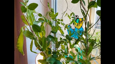 Выращивание горошка на окошке Youtube