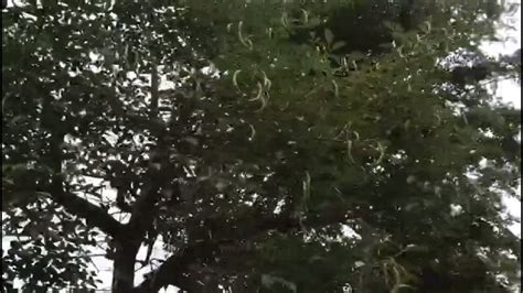 新品种的四季豆树现身莆田一颗树结上千颗豆子 三农 农民生活 好看视频