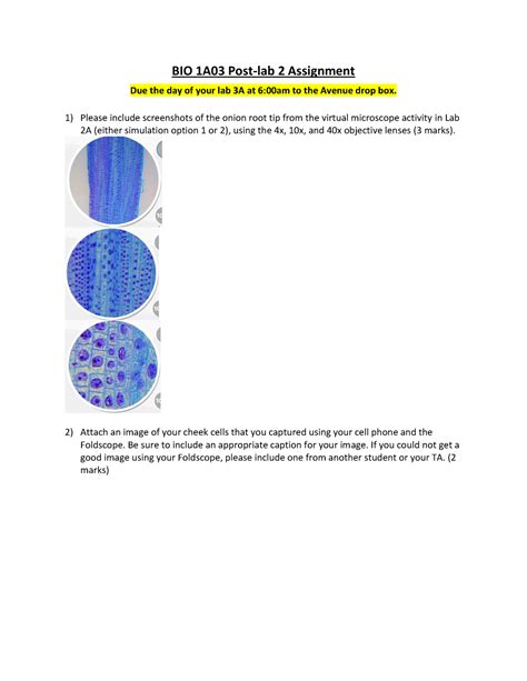 Post Lab 2 Assignment Bio 1a03 Post Lab 2 Assignment Due The Day Of