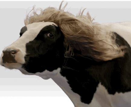 Breezy Holstein — Animated Cow   Abyss