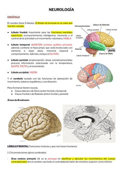 Desentrañando La Incisura Angularis