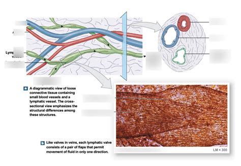 Lymphatic Capillaries Diagram Quizlet