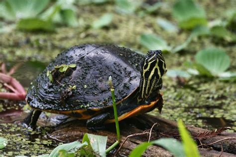 Closeup Of A Small Mud Turtle On A Mossy Wood On A Lake Stock Image Image Of Lake Mossy