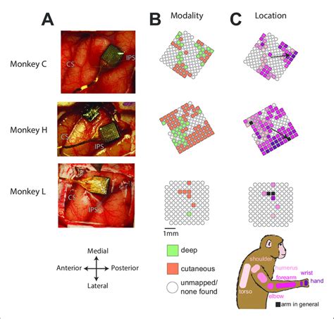 Array Locations And Receptive Field Maps From One Mapping Session For
