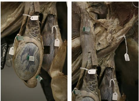 Diagram Of Male Ram Pro Section Repro Based Spots Test Quizlet