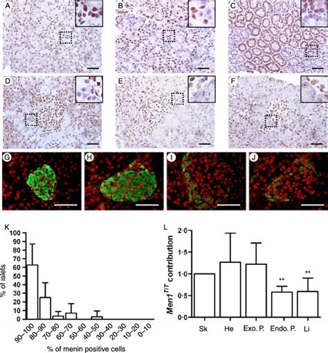 Men1 Null Mutant Es Cells Fail To Contribute To The Formation Of The
