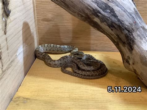 アオダイショウWC ヤング へび とかげ かめぢから