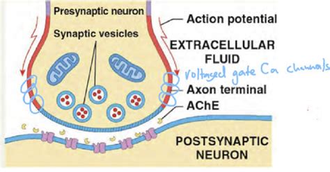 Hubs Lecture 19 Synaptic Transmission Flashcards Quizlet