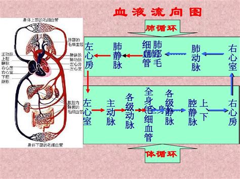 人体的血液循环ppt Word文档在线阅读与下载 无忧文档