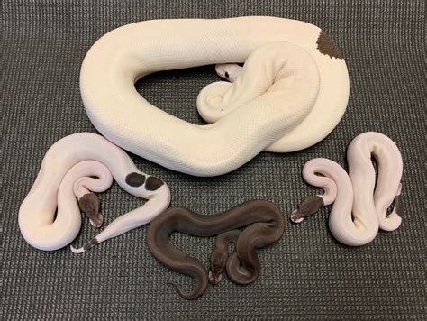 Panda Ball Python By Broadway Ball Pythons Morphmarket