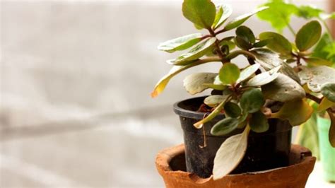 9 Reasons Why Your Jade Plant Leaves Are Turning Yellow The Practical