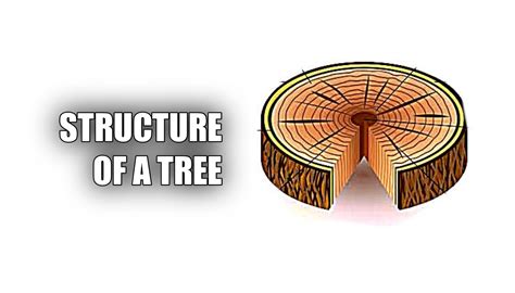 Structure Of A Tree