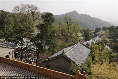 潭柘寺二乔玉兰灿烂绽放