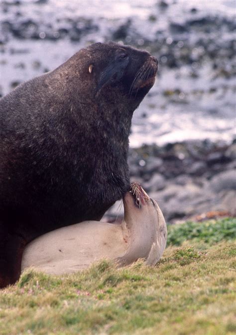 Phocarctos Hookeri Hooker S Sealions Having Sex The Female Doesn T Seem To Be Enjoying It Much