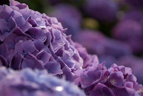 Hydrangeas Wallpapers Wallpaper Cave