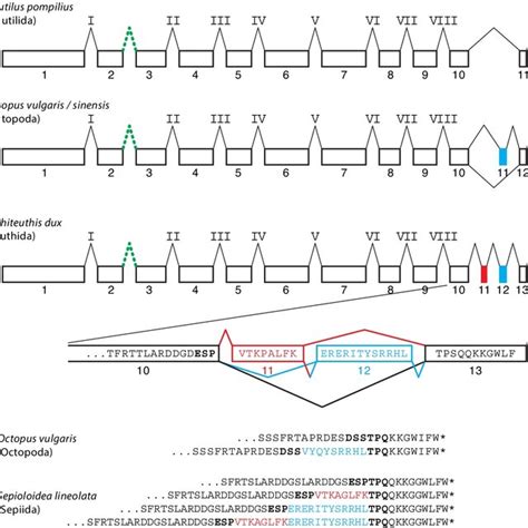 Schematic Representation Of The Exonintron Pattern Of Lamin Genes Of