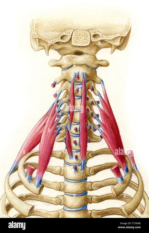 Cervical Muscle Anatomy Deep Neck Muscles Grays Illustration