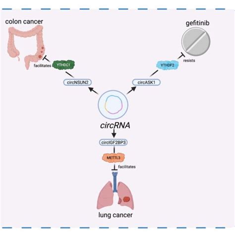 The Interaction Between Circrna And Its M6a Regulators Download Scientific Diagram