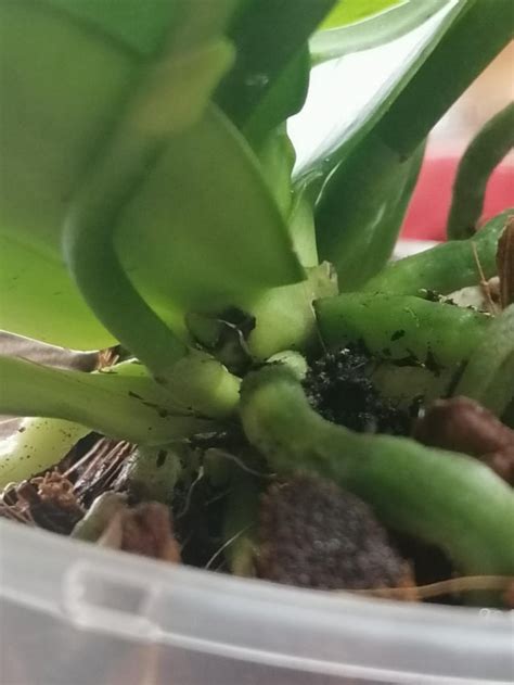 Help My Mini Phal Rorchids