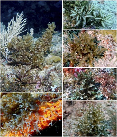 Some Examples Of Potential New Species Of Brown Algae Phaeophyceae