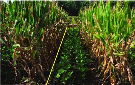 Chinese Intercropping Tech Tailored For Pakistan To Reduce Soybean Imports Pakistan Today