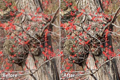 Do You Apply Sharpening To Your Images In Post Production