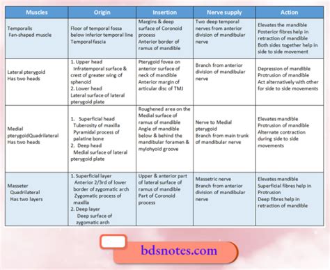 Temporal And Infratemporal Regions Bds Notes