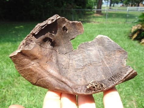 Large Section Of Extinct Giant Box Turtle Shell Recently Sold Fossils Prehistoric Florida