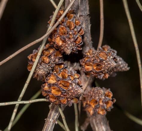 Allocasuarina Paradoxa Dwarf Sheoak At Greenlink Sandbelt Indigenous