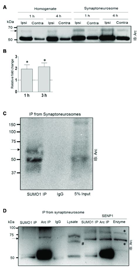 Enhanced Arc Sumoylation In The Synaptoneurosome Compartment During