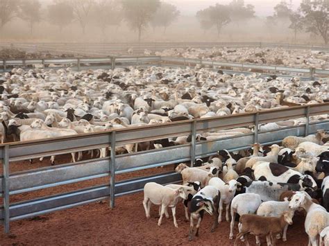 5643 Pitherty Road Eulo Qld 4491 House For Sale Domain