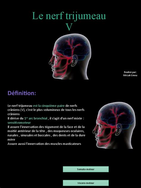 Le Nerf Trijumeau Pdf Visage Anatomie Humaine