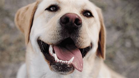 How Strong Is A Labrador Retrievers Bite Force Labrajoy