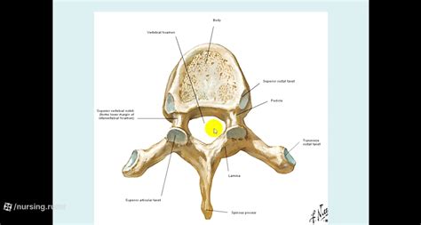 استخوان شناسی مهره های سینه، کمری، خاجی، دنده ها و جناغ