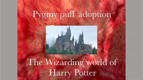 Pygmy Puff Adoption And Naming Ceremony From The Wizarding World Of