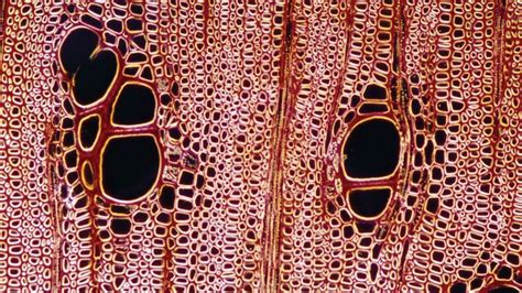 Primary Xylem Plant Tissue Britannicacom