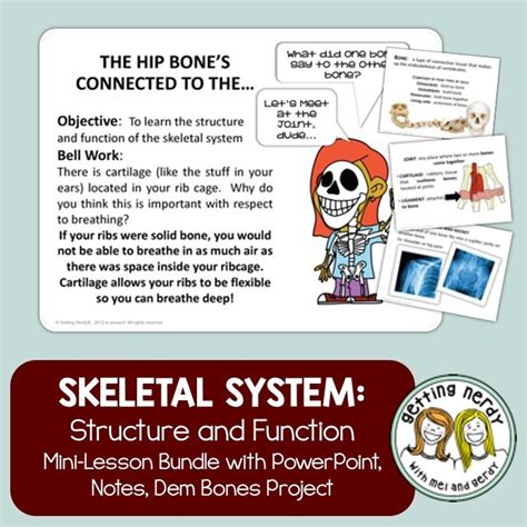 Skeletal System Human Body PowerPoint Notes And Project