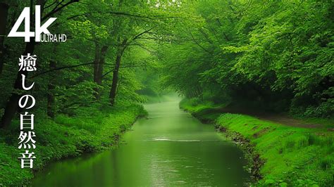 4k Ultra Hd 熱帯環境 熱帯林でさえずるエキゾチックな鳥 小川の流れる自然の音 Youtube