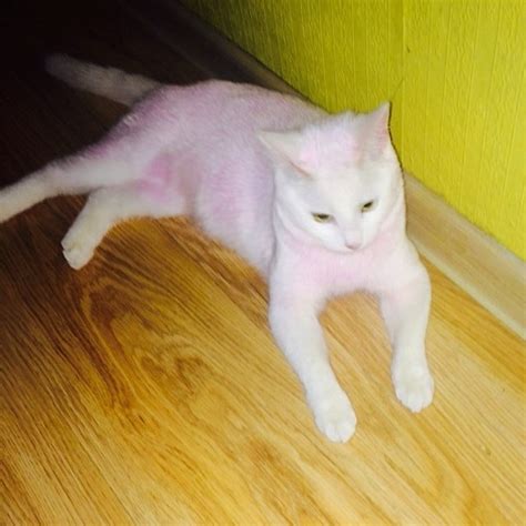 10 самых влиятельных котов России — Teletype