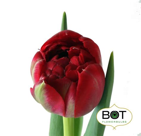 Nerja Bot Flowerbulbs