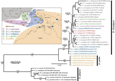 Bayesian Consensus Phylogenetic Tree Based On Combined Mitochondrial