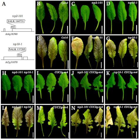 Plants Special Issue Leaf Development