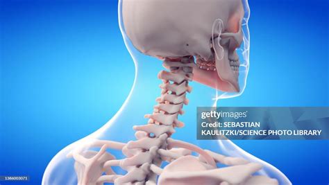 Cervical Spine Illustration High Res Vector Graphic Getty Images