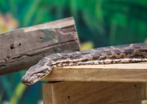 Indian Rock Python Python Molurus Stock Image Image Of Prey Head